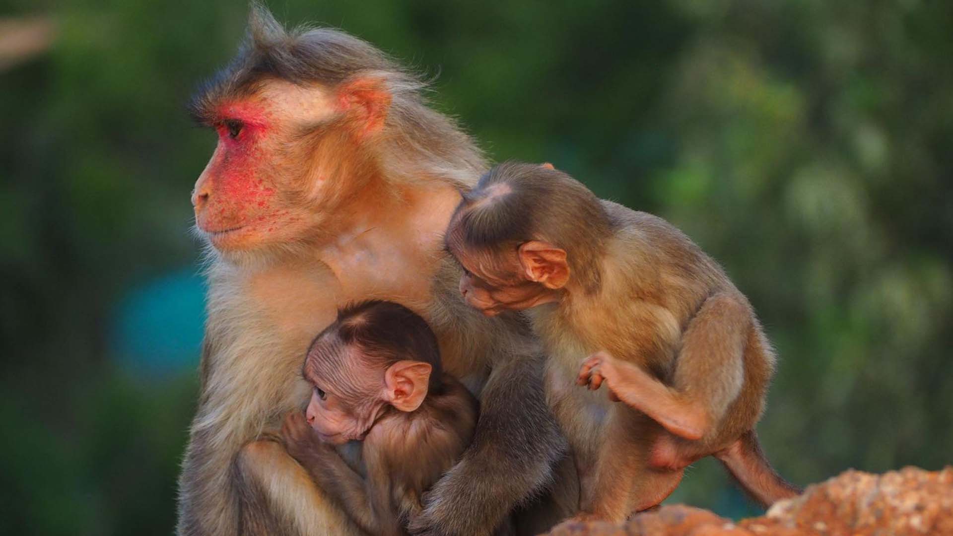Female mammals show greater longevity across species data - Jewish ...